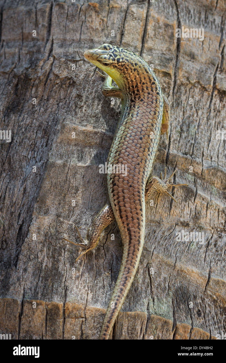 Common Tree Lizard High Resolution Stock Photography and Images - Alamy