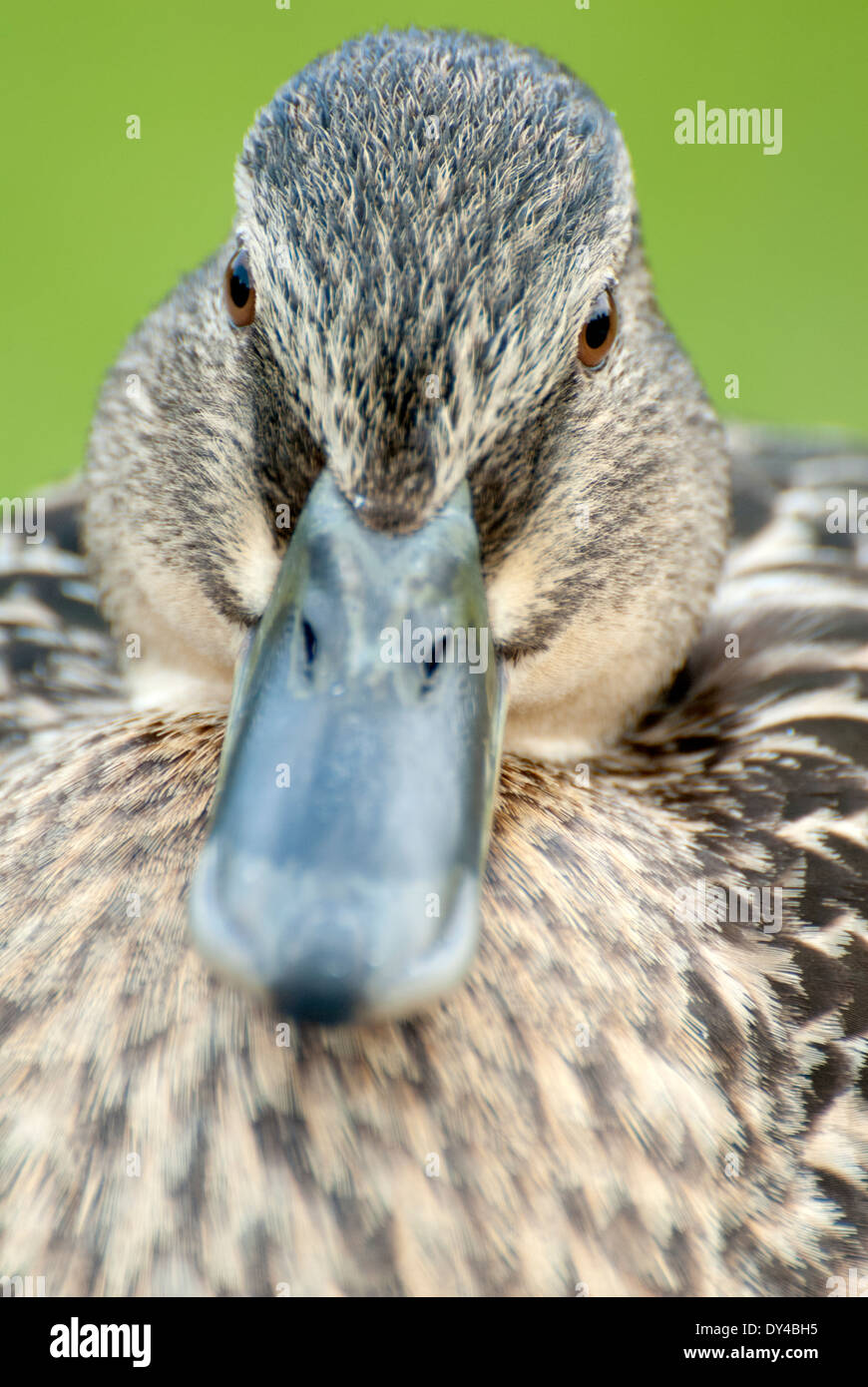 Portrait of a female Mallard duck Stock Photo - Alamy