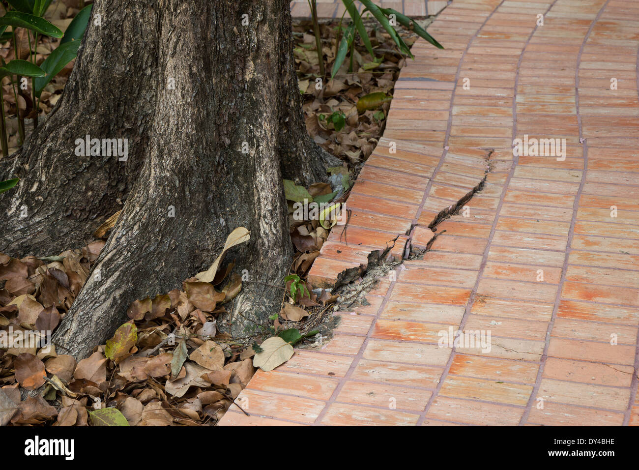Closeup of footpath bricks cracked by roots of a tree Stock Photo - Alamy