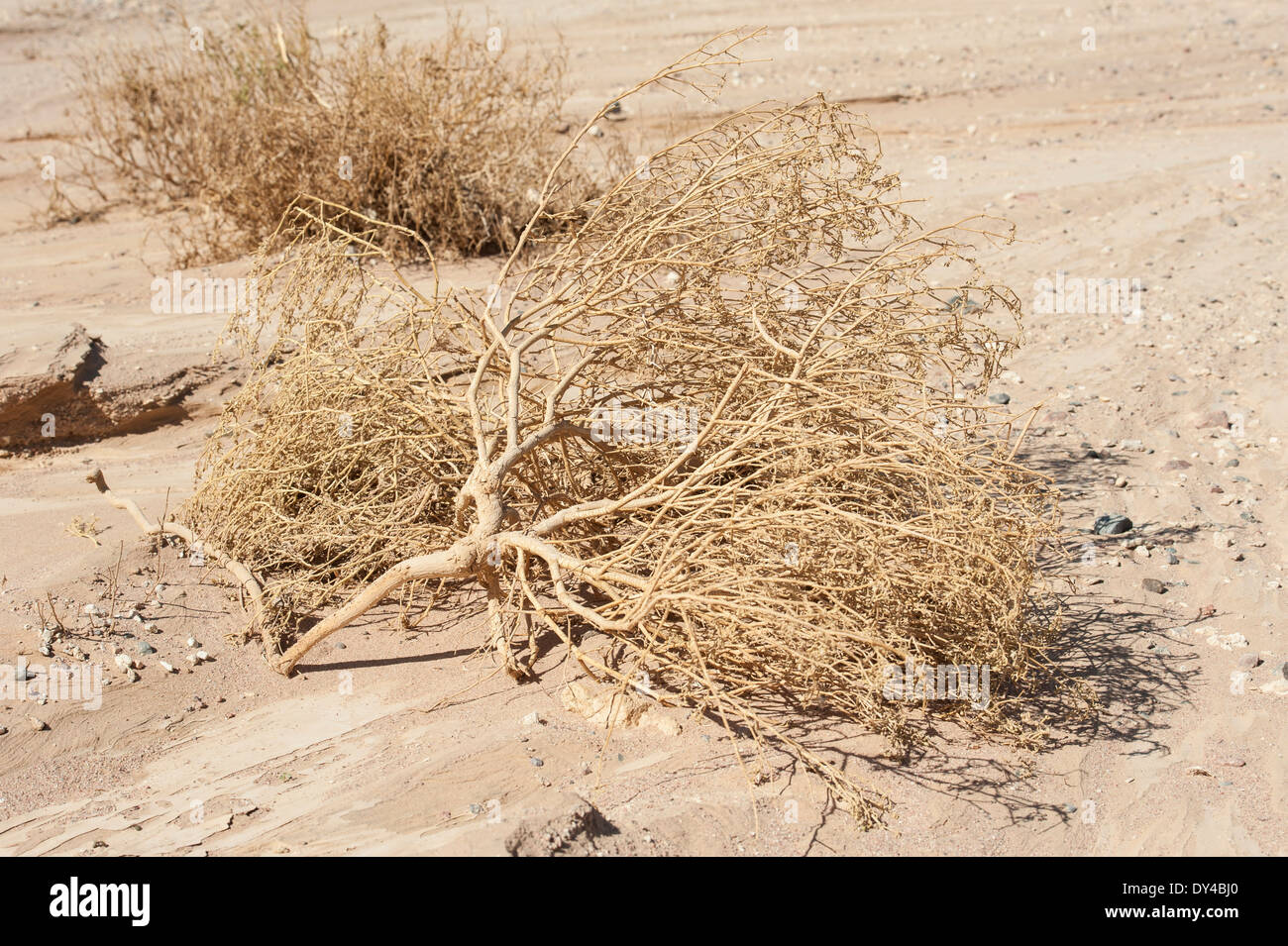 Dried out dead plants lying in a dry arid desert environment Stock ...
