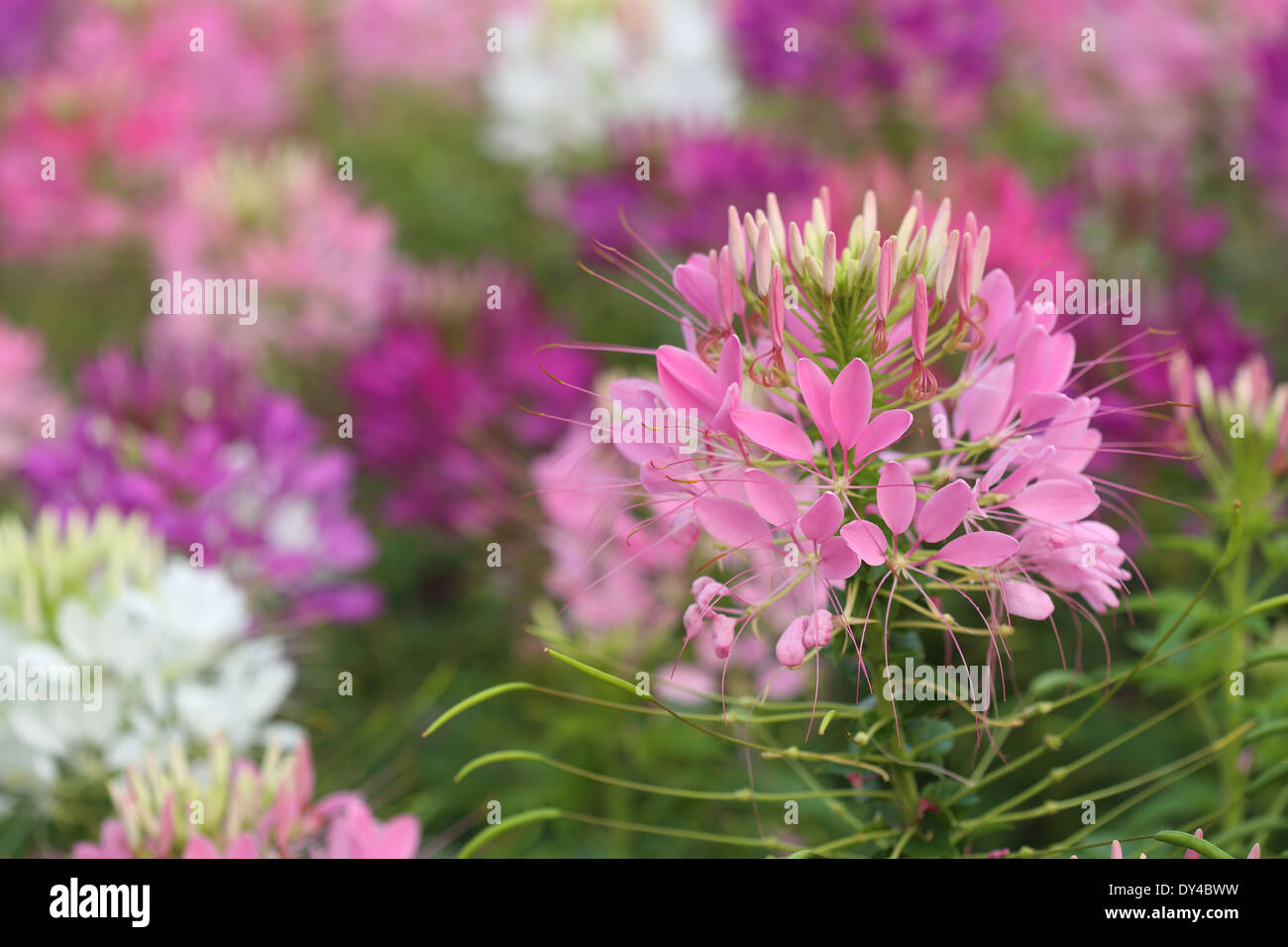 beautiful spider flower in bloom (Cleome hassleriana Stock Photo - Alamy