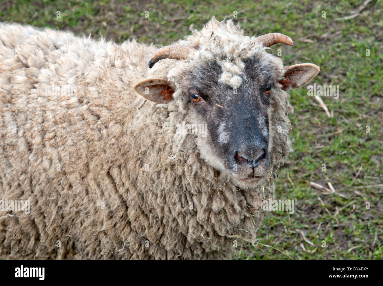 Ram eating grass sheep hi-res stock photography and images - Alamy