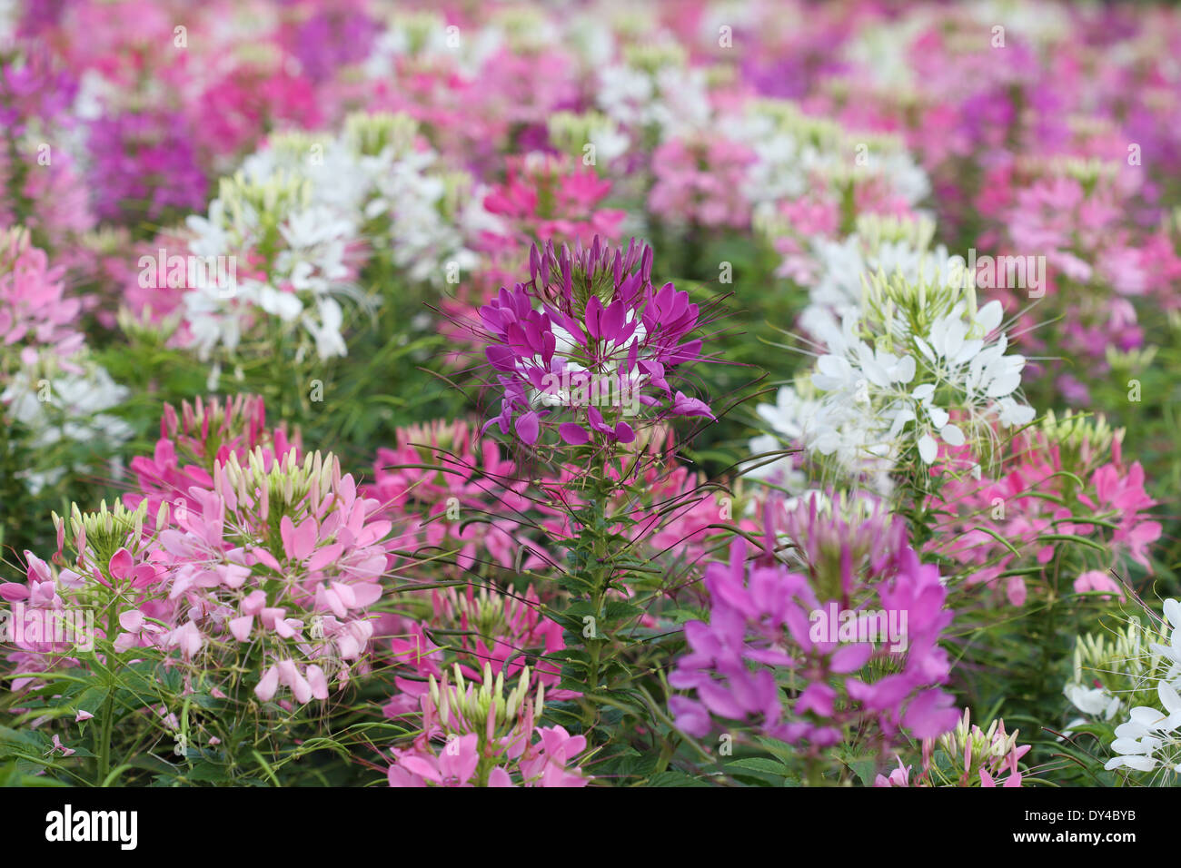 beautiful spider flower in bloom (Cleome hassleriana Stock Photo - Alamy