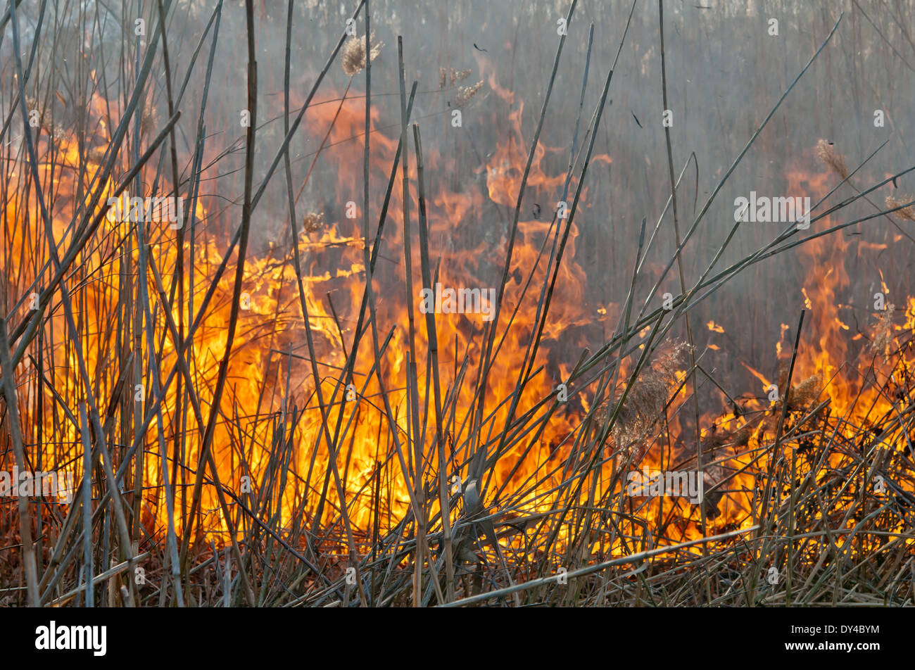 Fire on field burning grass hi-res stock photography and images - Alamy
