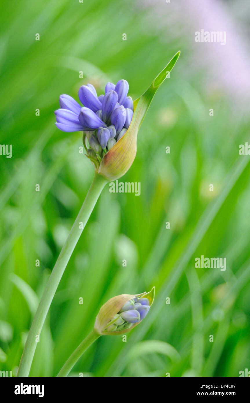 Bluebells in bloom Stock Photo - Alamy