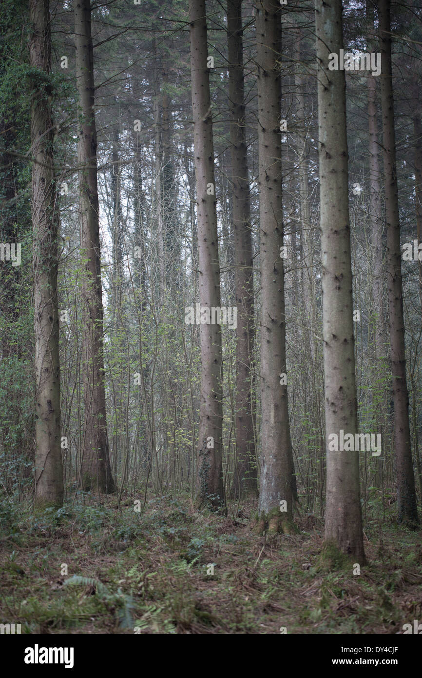 Early spring British woodland Stock Photo - Alamy