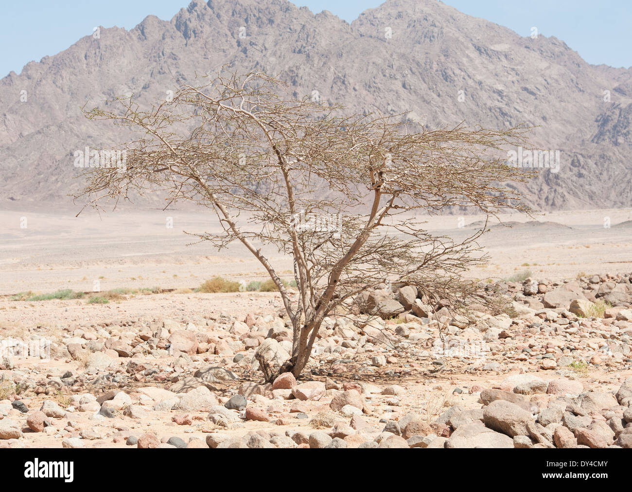 Sahara acacia tree growing in rocky desert environment with mountain ...