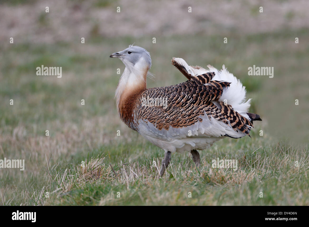 Great bustard, Otis tarda, single male on grass, Released birds in ...