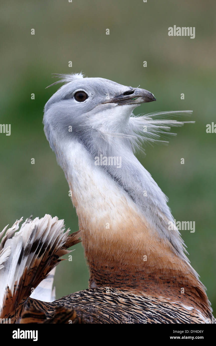 Great bustard, Otis tarda, single male on grass, Released birds in ...
