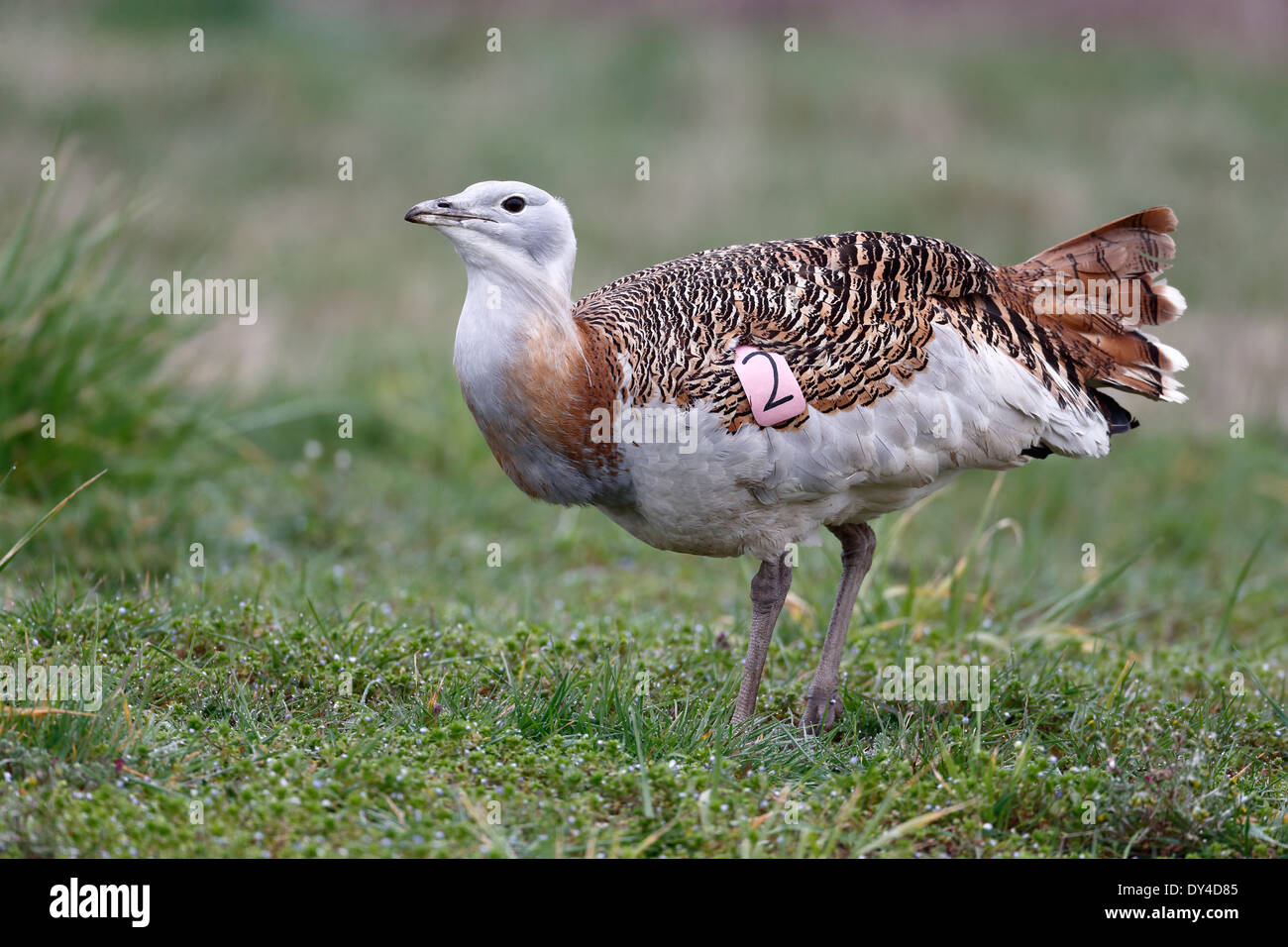 Great bustard, Otis tarda, single male on grass, Released birds in ...