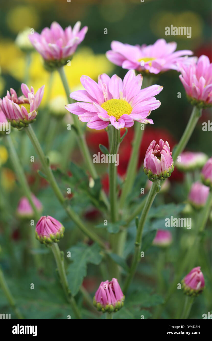 small pink chrysanthemums flowers in the garden Stock Photo - Alamy