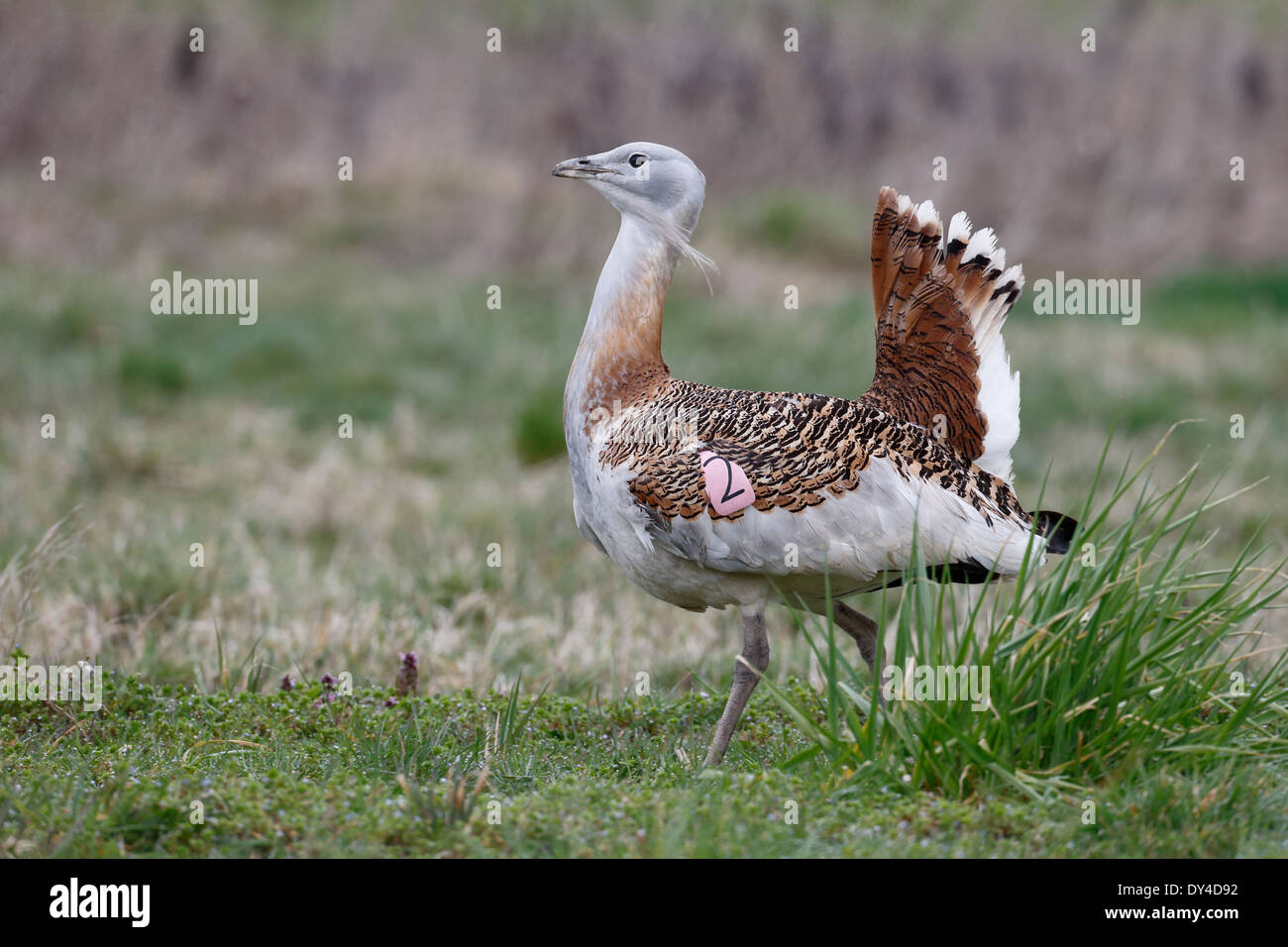 Great bustard, Otis tarda, single male on grass, Released birds in ...