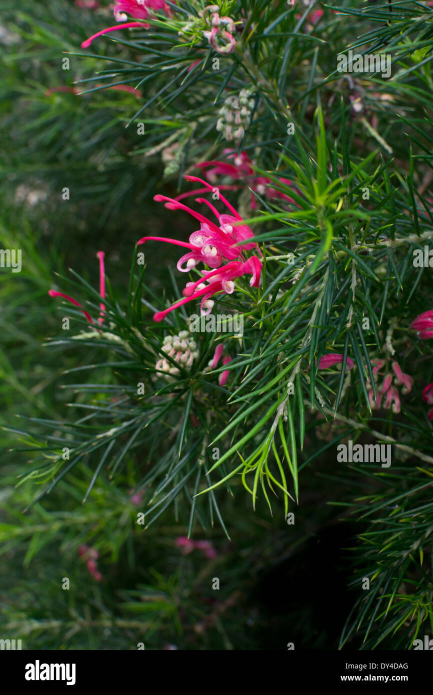 Juniper flowers hi-res stock photography and images - Alamy