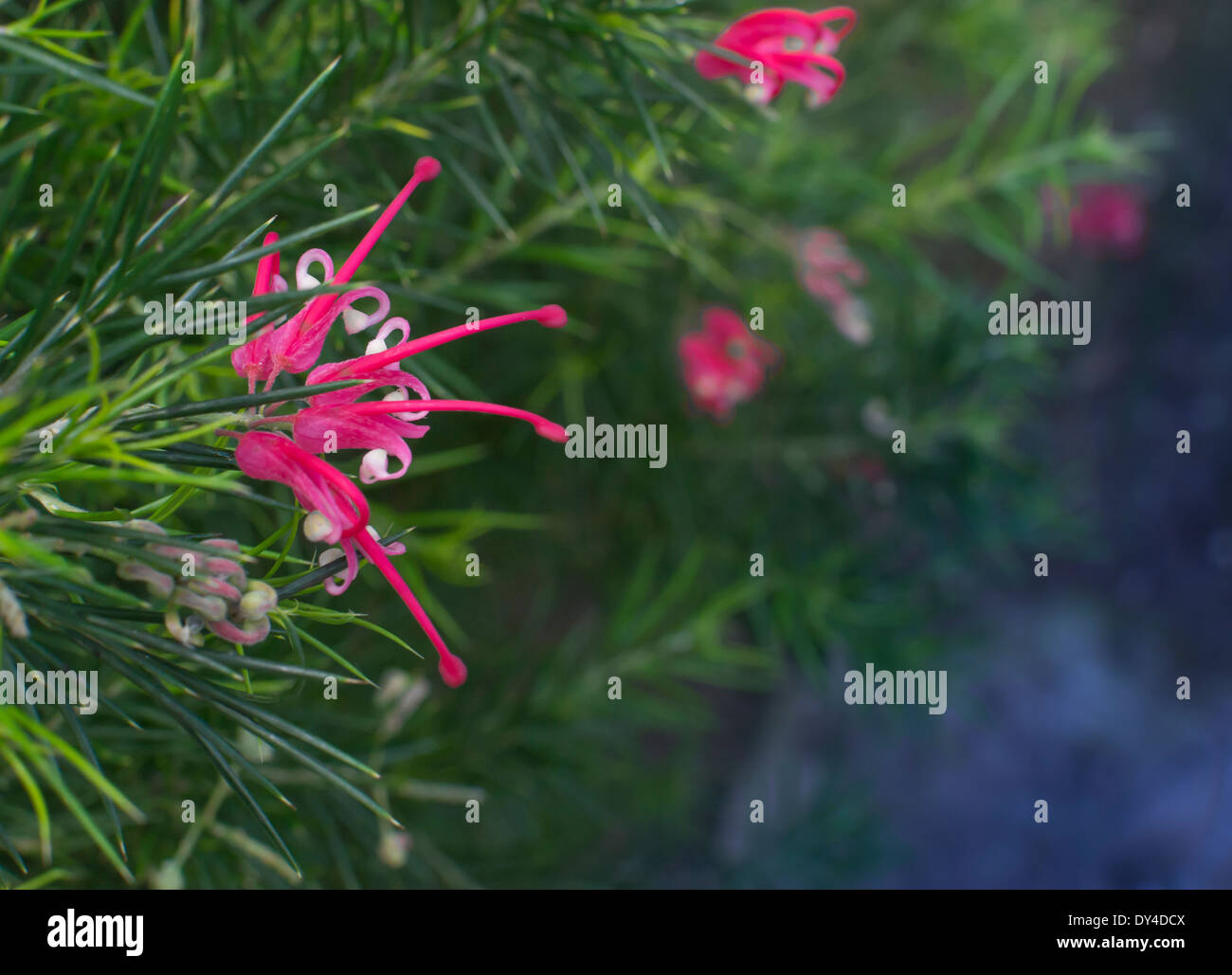 Grevillea tree hi-res stock photography and images - Alamy