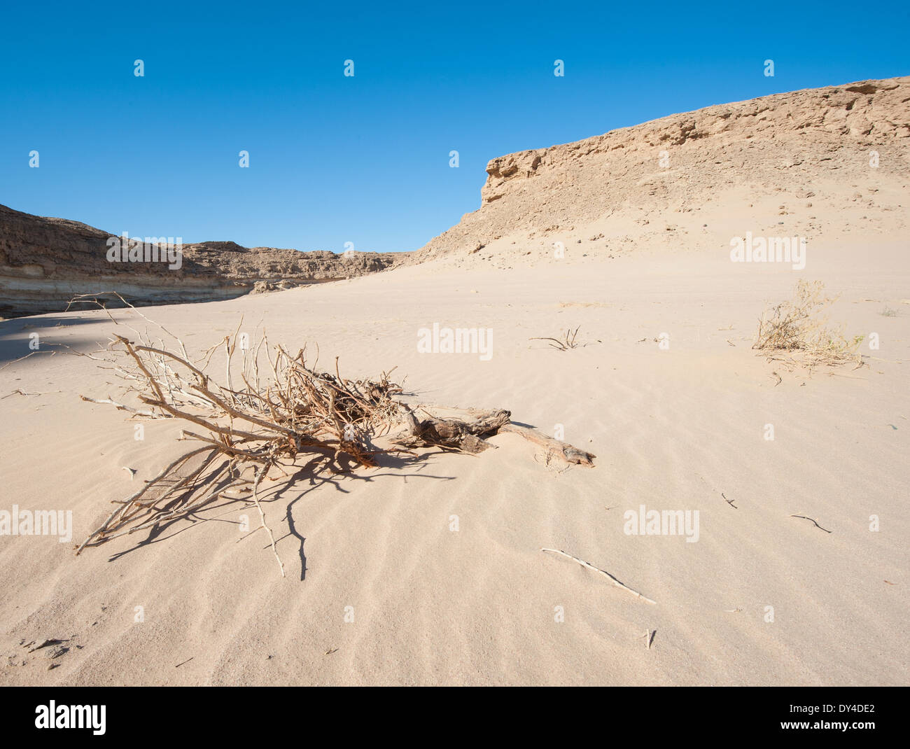 Small isolated dead bush on sandy slope in rocky eastern desert of ...
