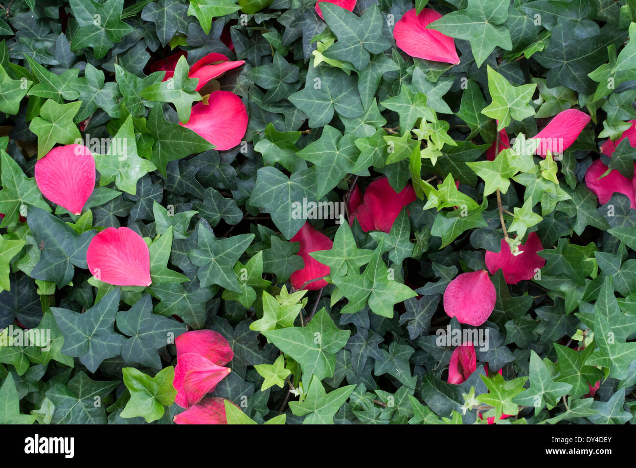 Background with old and new green ivy vines (helix hedera) and fallen ...