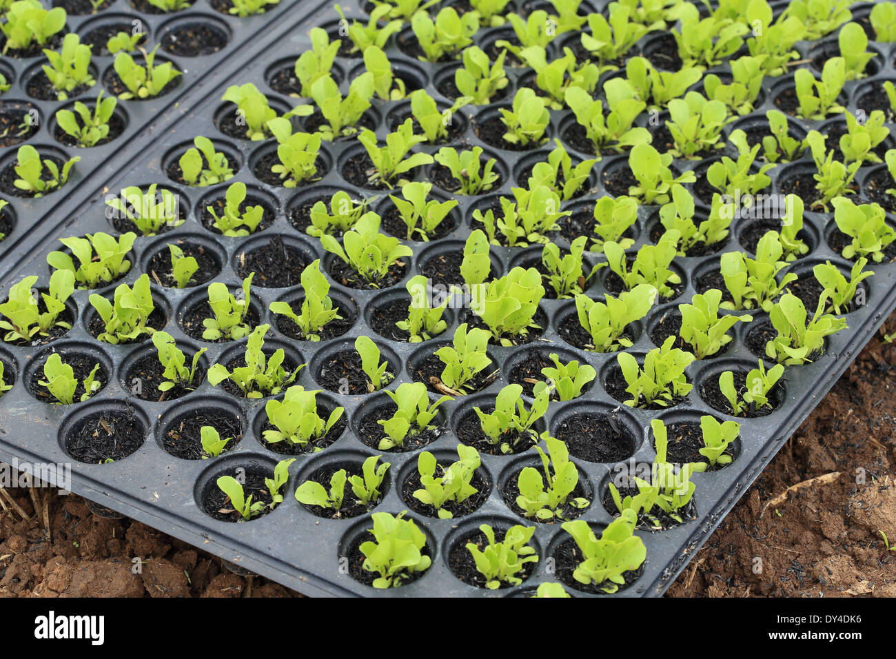 small healty lettuce growing plant Stock Photo - Alamy