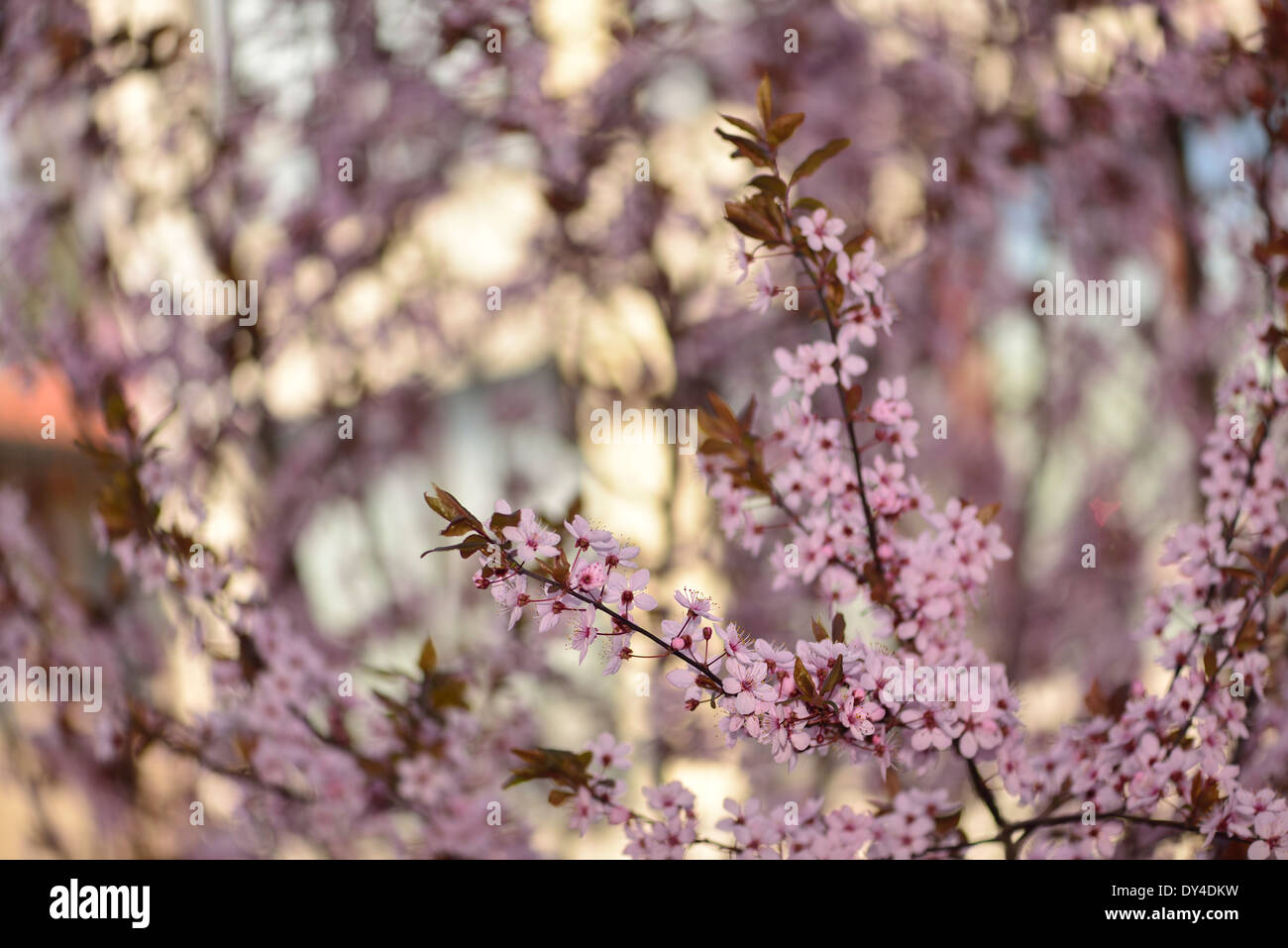 Spring in Vienna Stock Photo - Alamy
