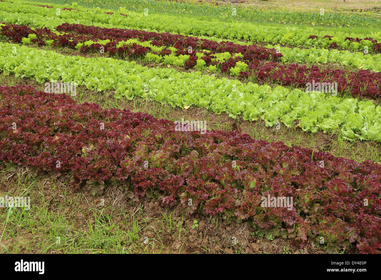 พows of fresh lettuce plants in farm Stock Photo - Alamy