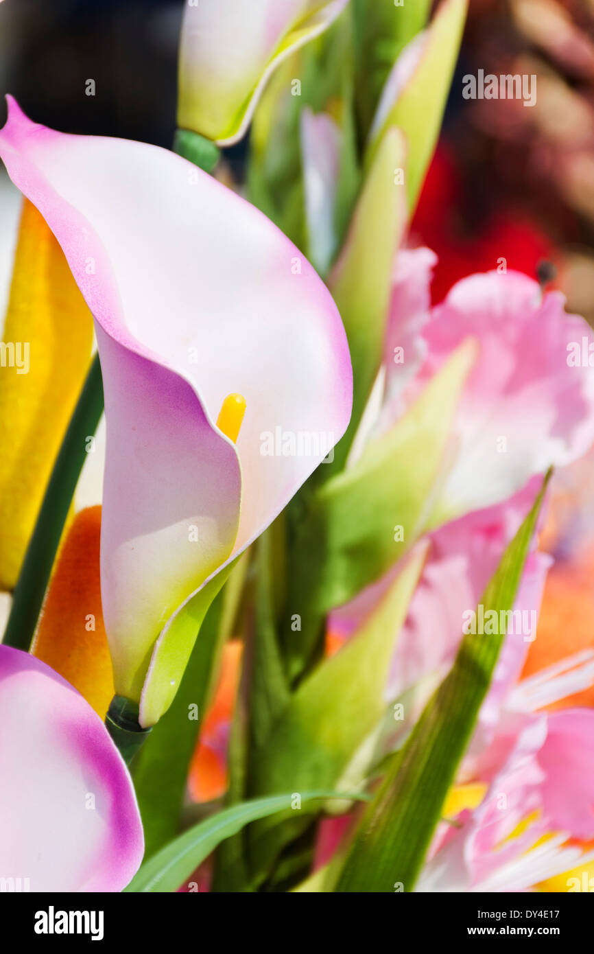 Most beautiful issue hi-res stock photography and images - Alamy