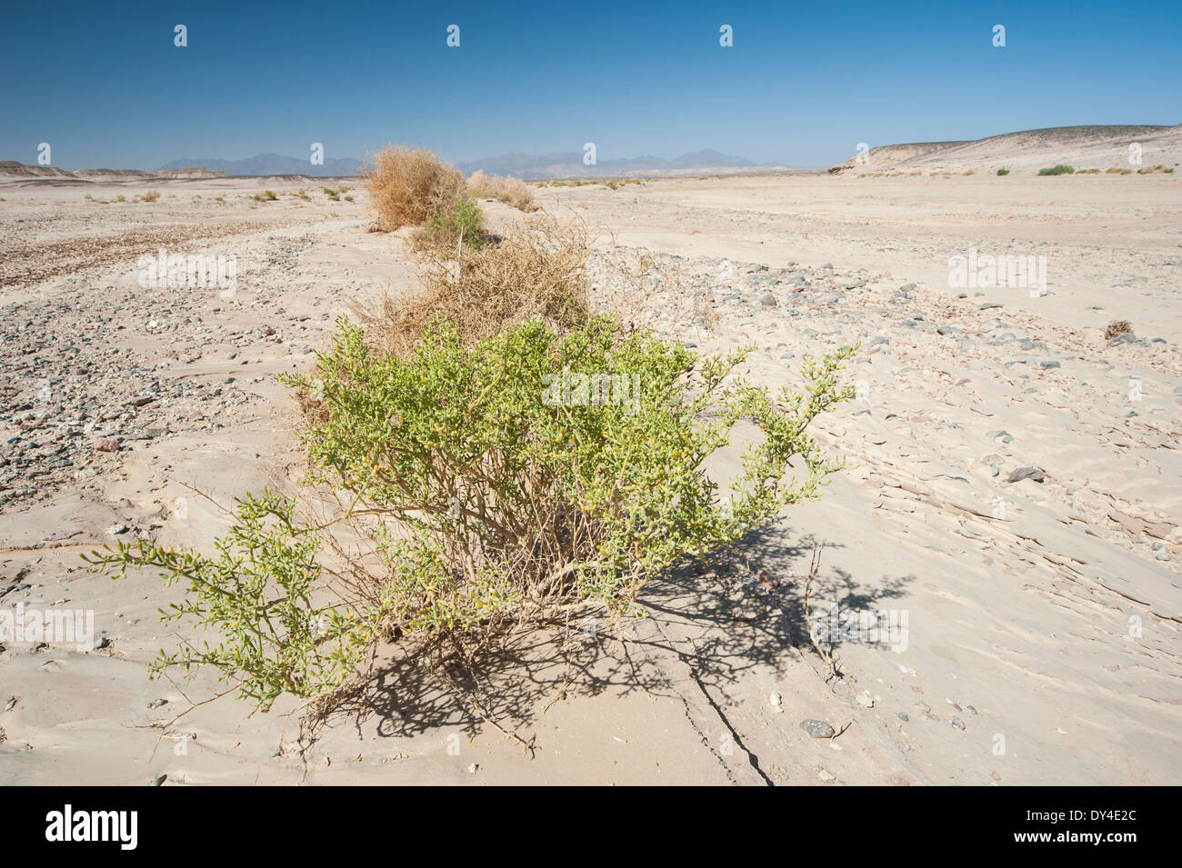 Arid dry landscape bushes in hi-res stock photography and images - Alamy