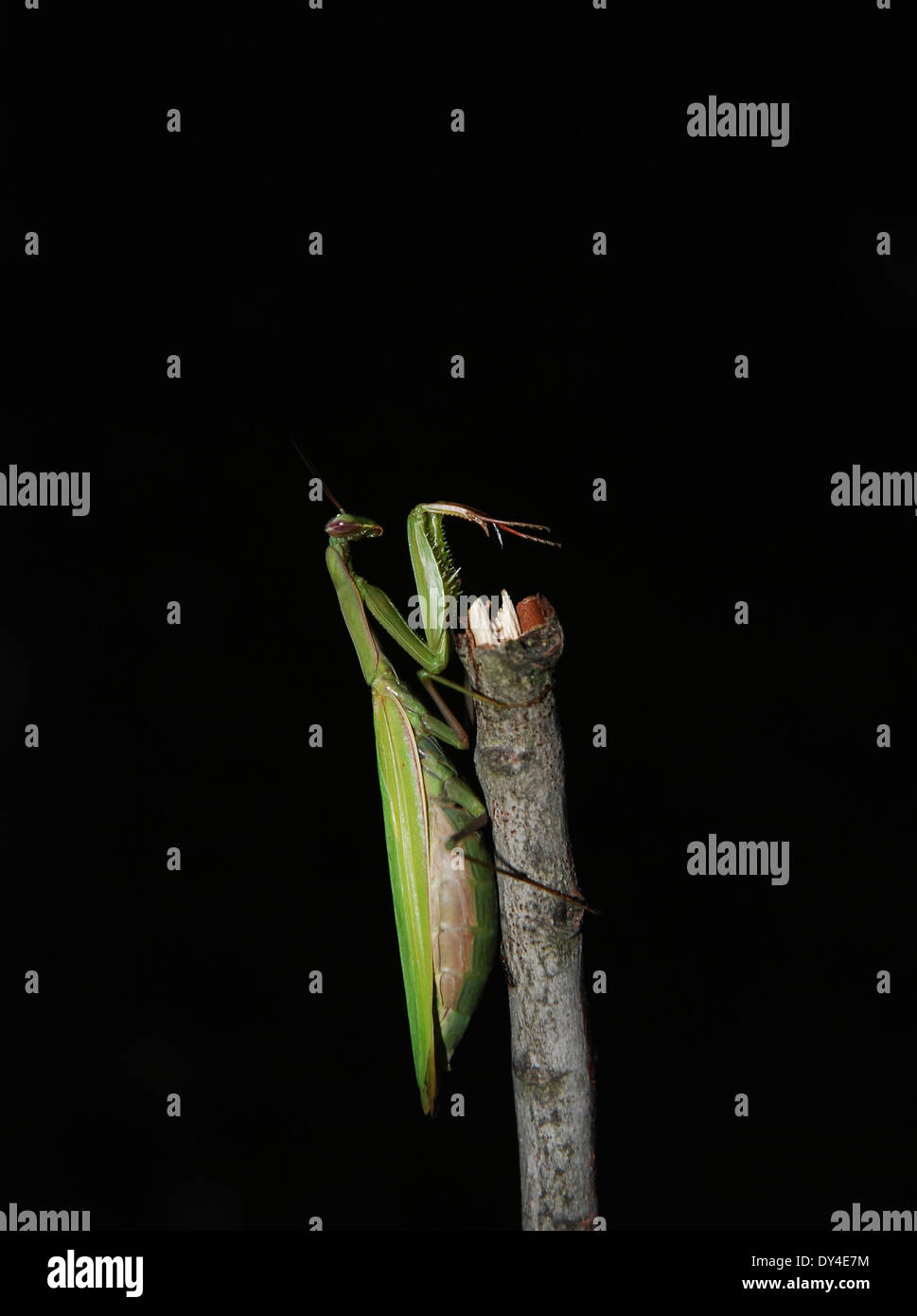 Stick mantis hi-res stock photography and images - Alamy