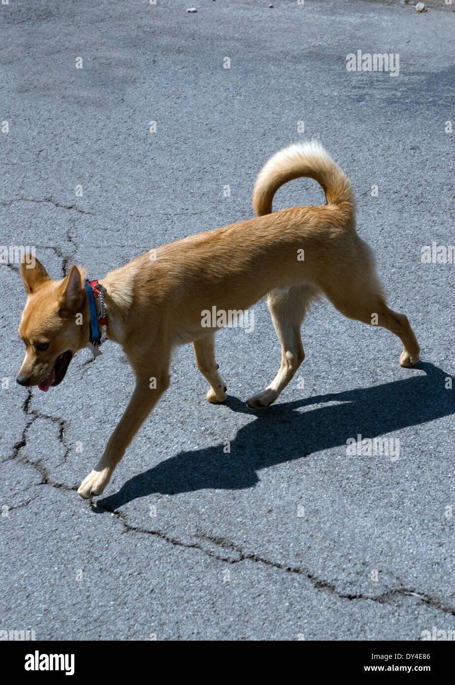 Fiest hi-res stock photography and images - Alamy