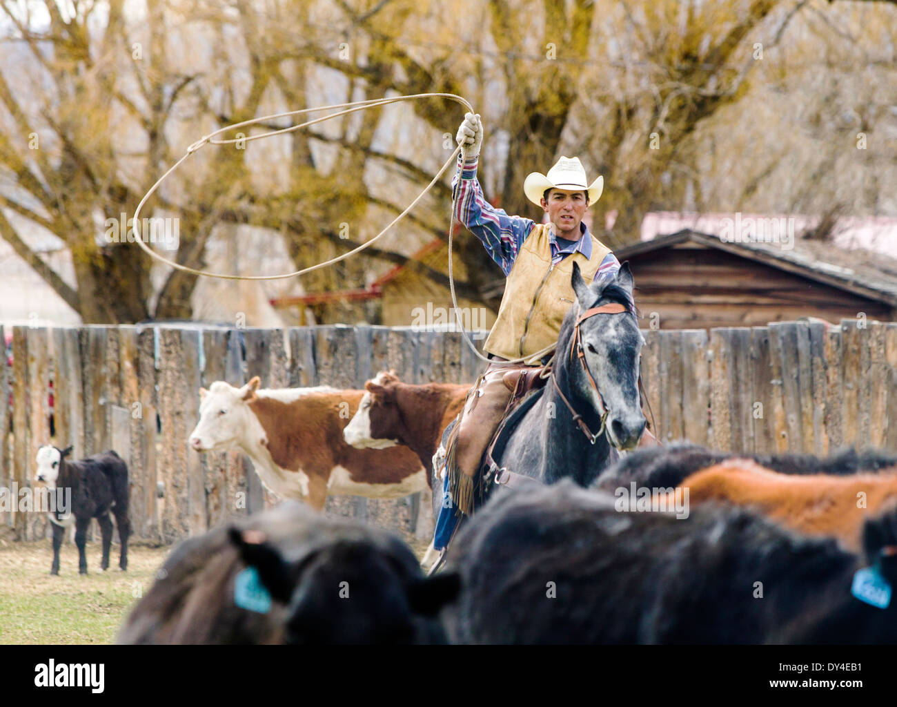 Horse rearing cowboy hi-res stock photography and images - Alamy