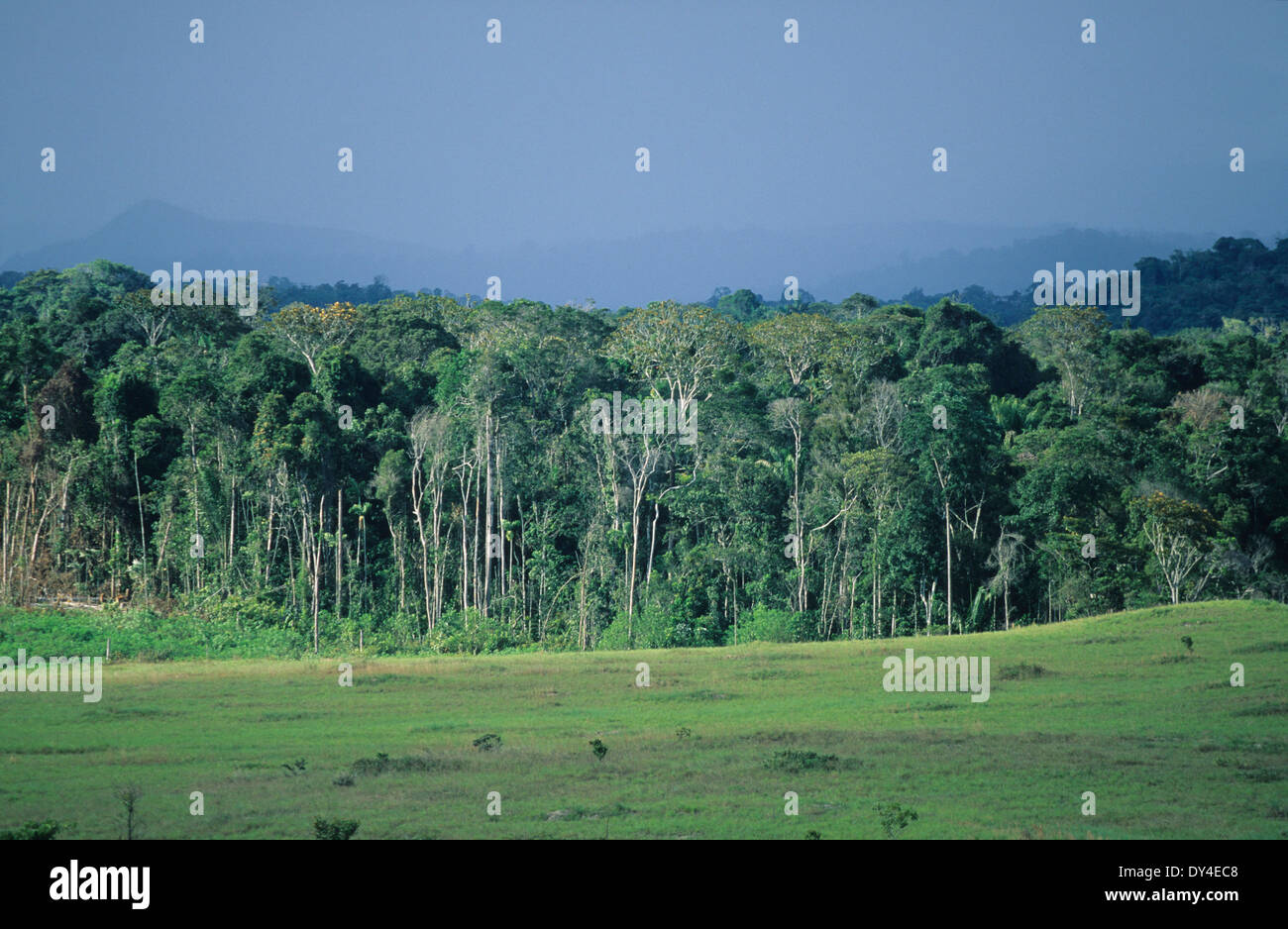 Savanna meets rainforest, Primary tropical rainforest, Amazon, Brazil ...