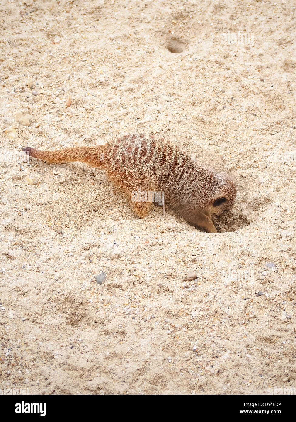 A meerkat (Suricata suricatta) digging into the desert sand Stock Photo ...