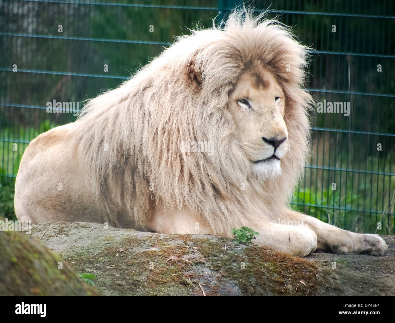 Casper the White Lion at the Isle of Wight Zoo, Sandown, England Stock ...