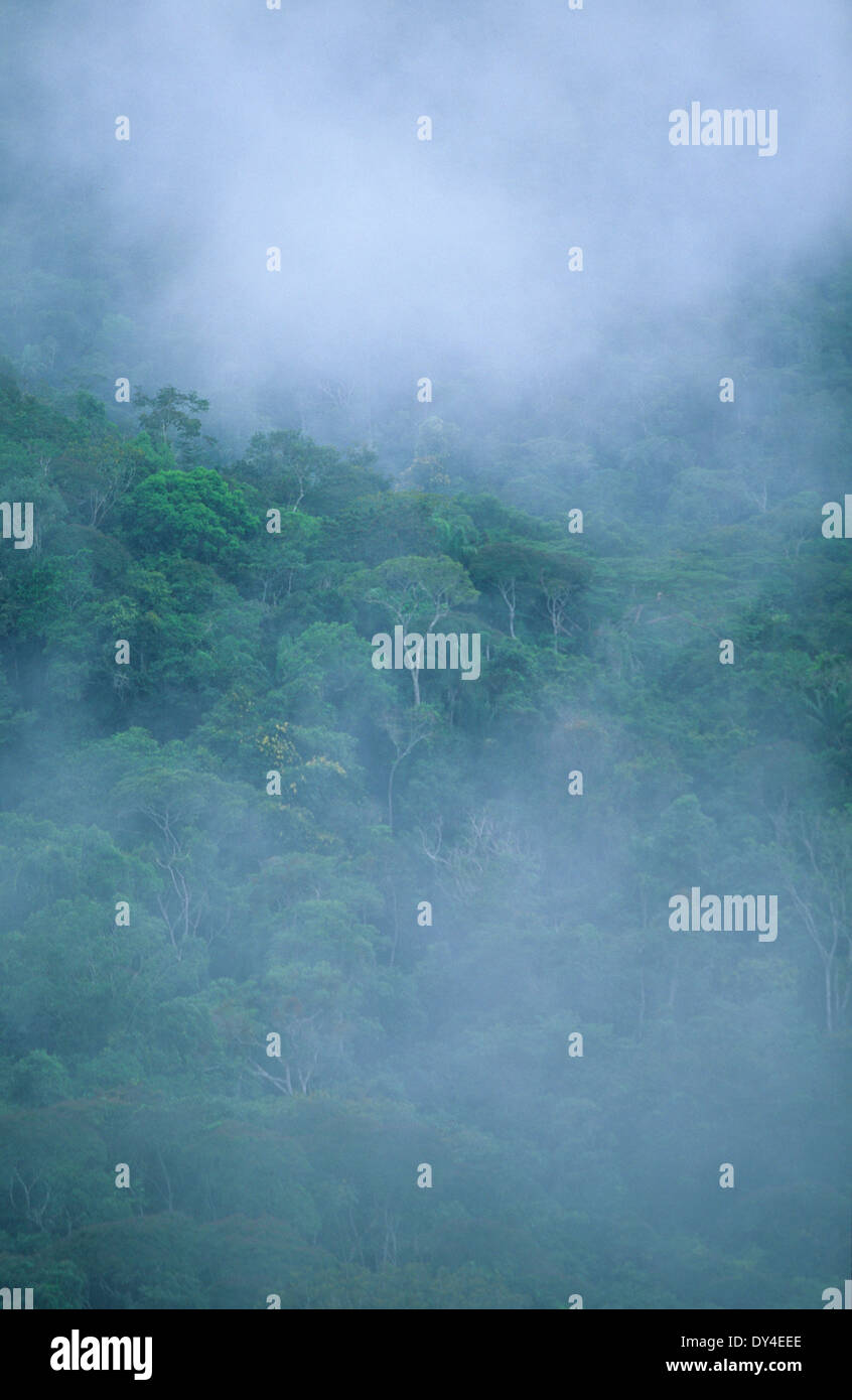 Aerial view, mist and clouds over primary tropical rainforest, Amazon ...