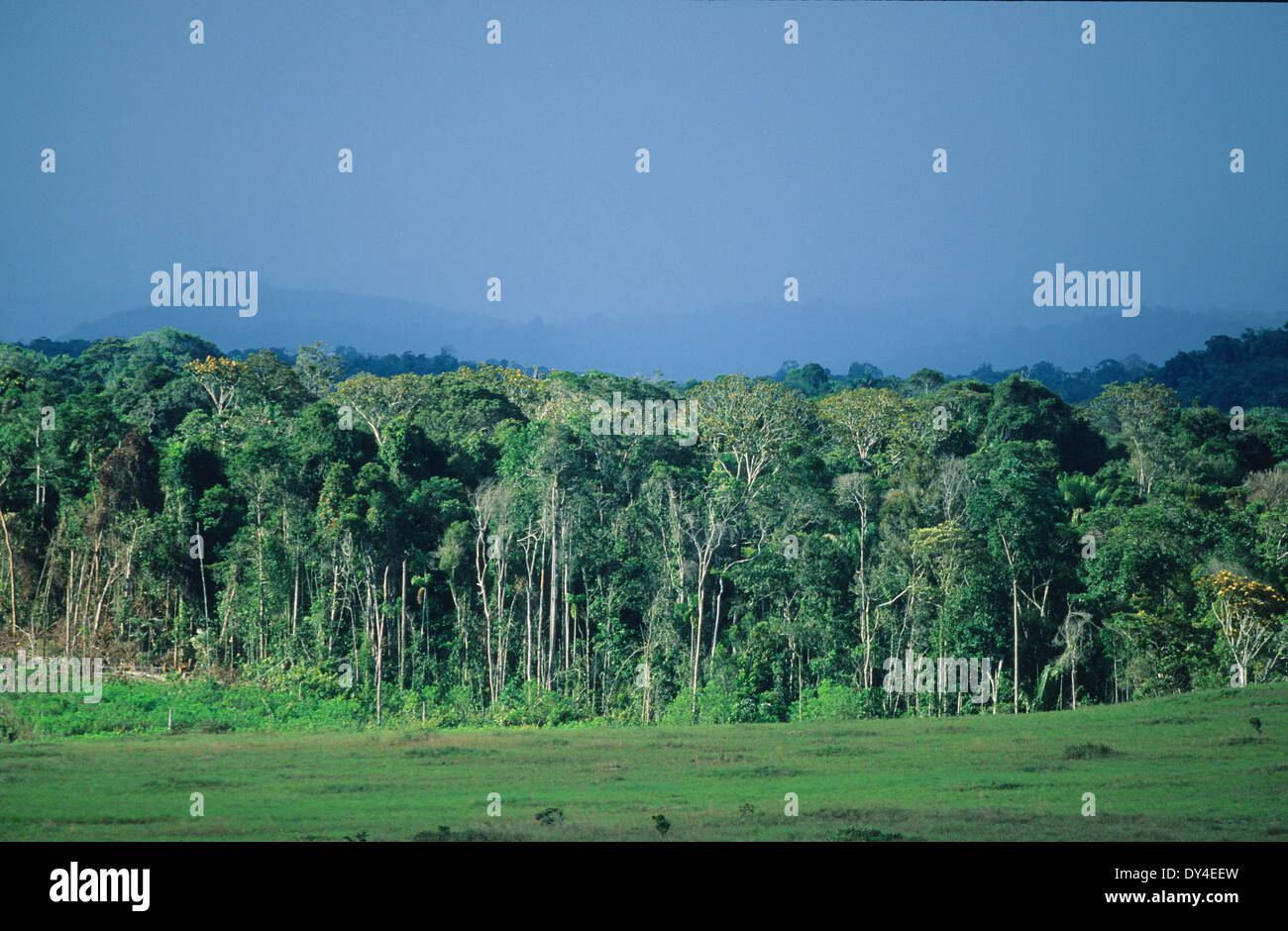 Aerial view, Primary tropical rainforest and grassland savannah, Amazon ...