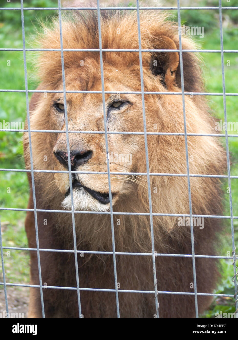 A captive African Lion looking out from behind a metal fence Stock ...