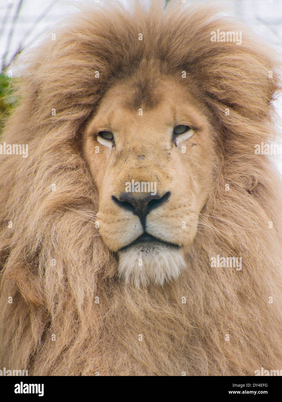 Lion face closeup hi-res stock photography and images - Alamy