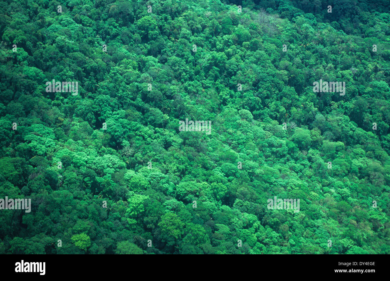 Aerial view, Primary tropical rainforest canopy, Amazon, Brazil Stock ...