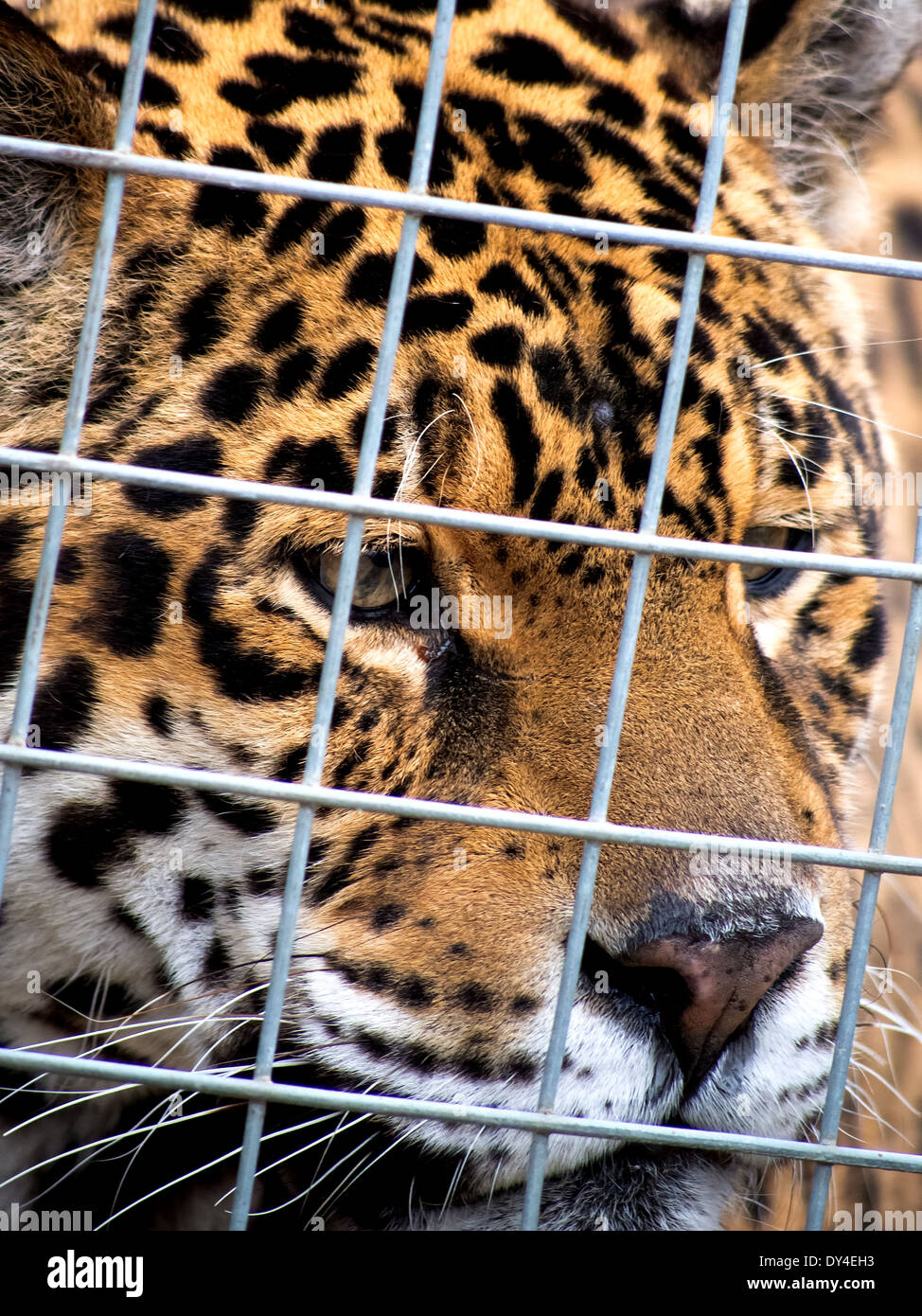 Endangered panther cage hi-res stock photography and images - Alamy