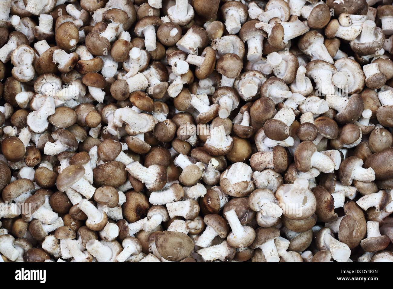 Fresh shiitake mushroom (Lentinula edodes Stock Photo - Alamy