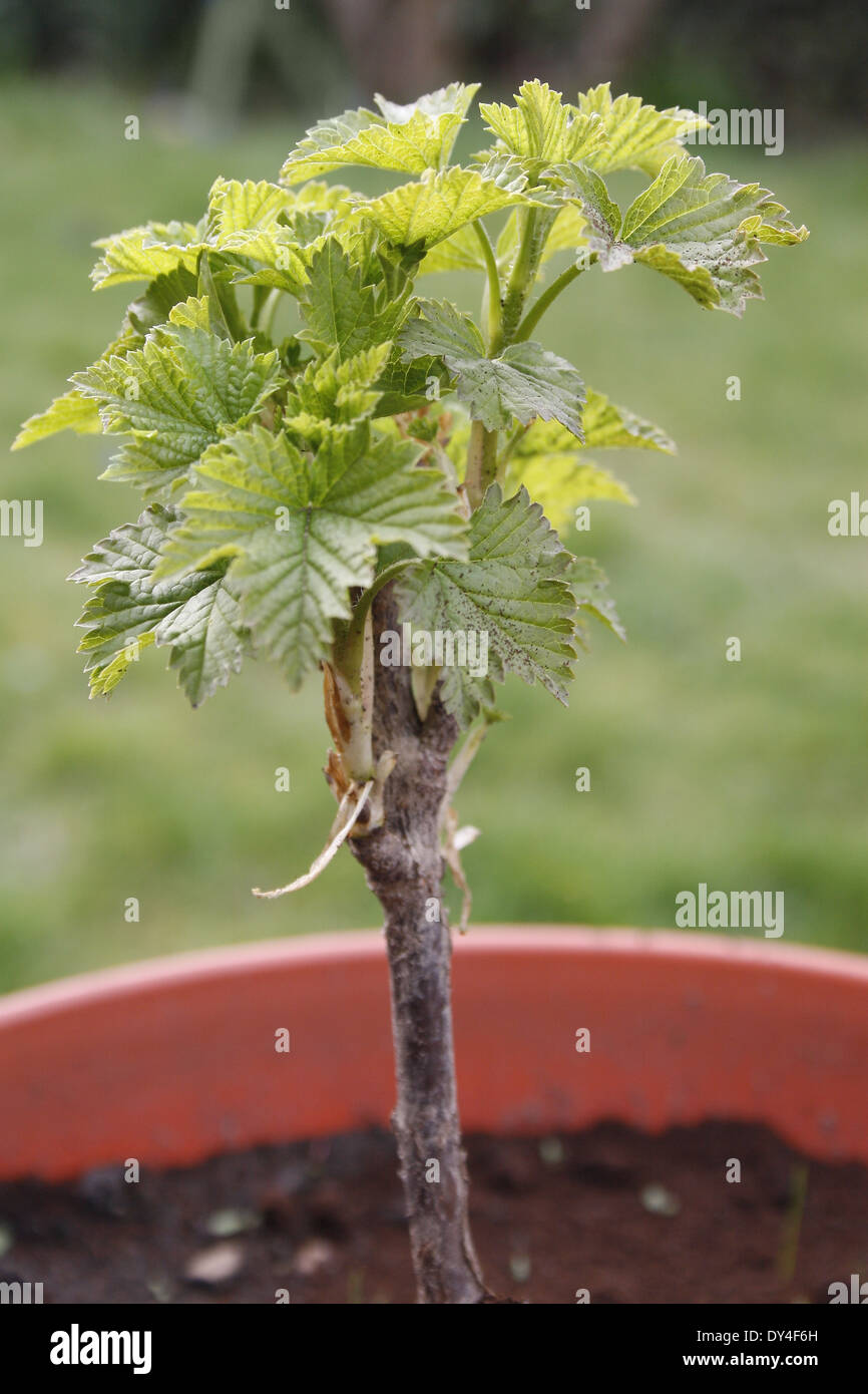 Ribes rubrum leaf hi-res stock photography and images - Alamy