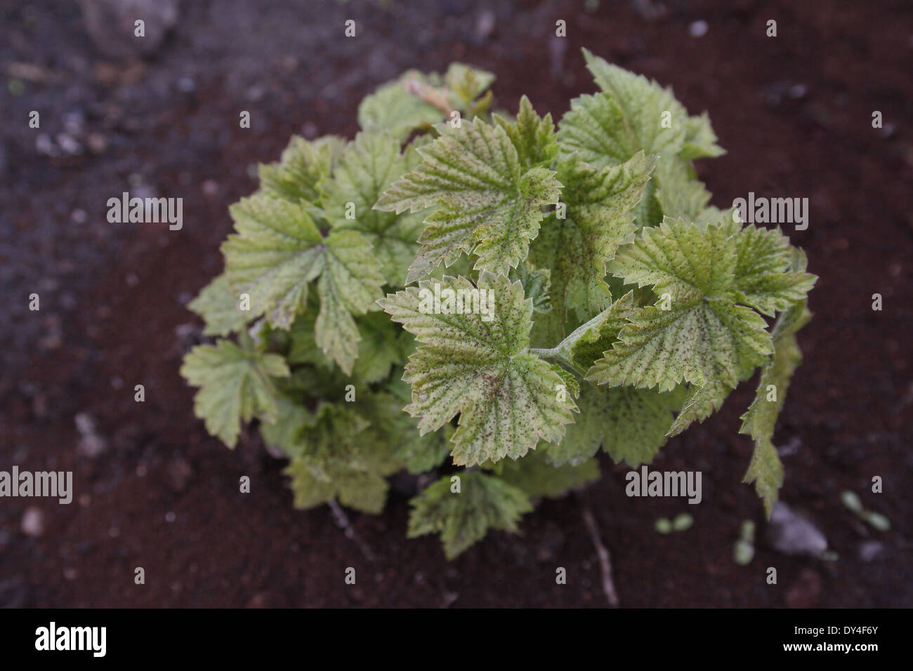 Ribes rubrum leaf hi-res stock photography and images - Alamy