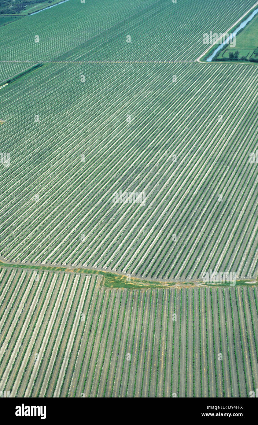 Aerial views over vineyards and farm land, originally marshland and ...