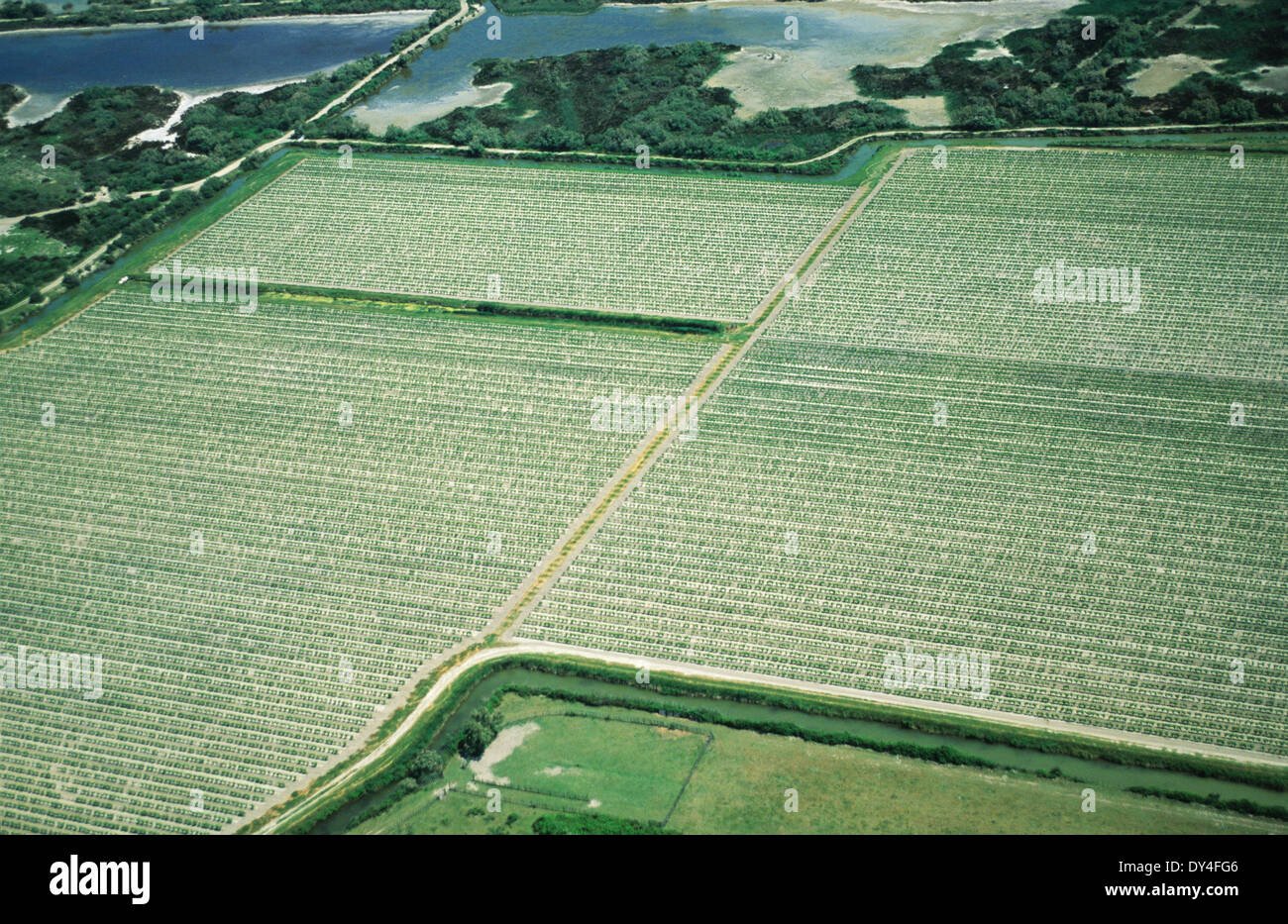Aerial views over vineyard and farm land, originally marshland and ...