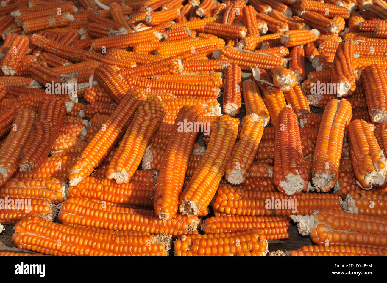 Maize field vector hi-res stock photography and images - Alamy