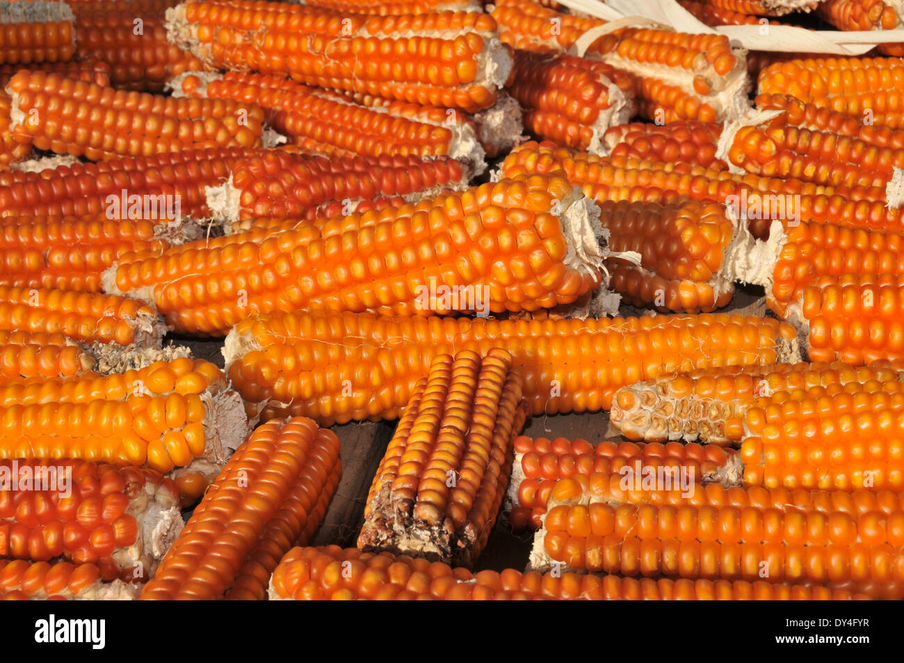 Ear of corn vector hi-res stock photography and images - Alamy