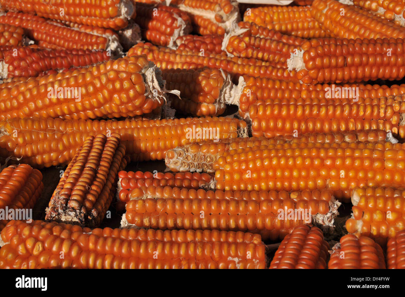 Realistic corn cob hi-res stock photography and images - Alamy