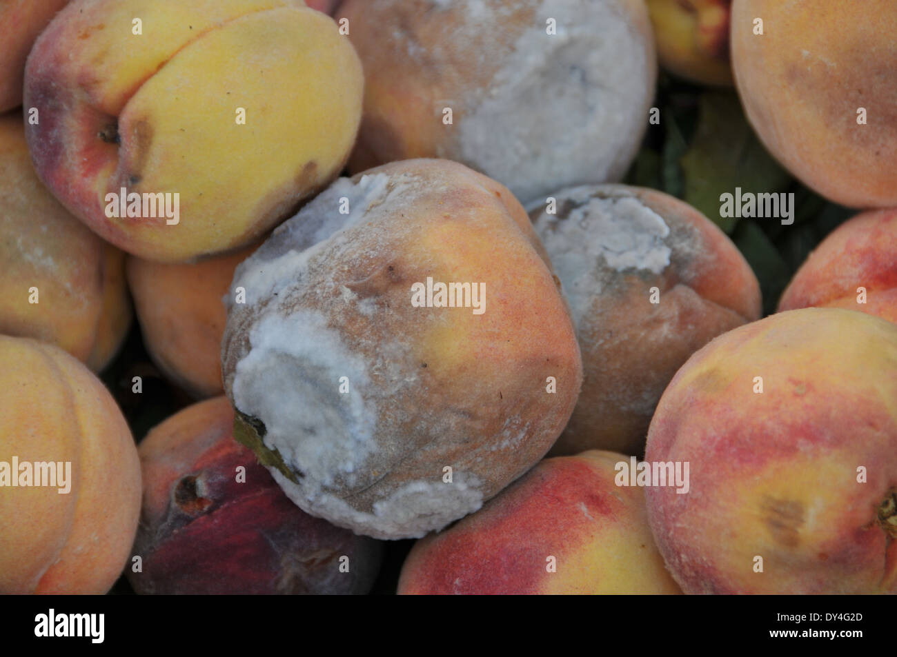 Rotten moldy peaches hi-res stock photography and images - Alamy