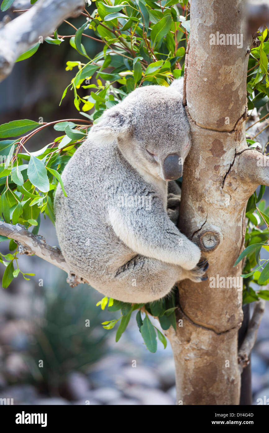 Sleeping koala in a tree hi-res stock photography and images - Alamy
