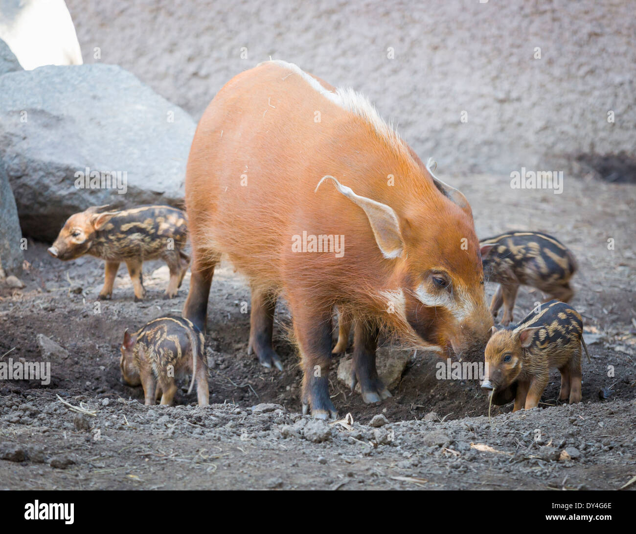 Visayan Warty Piglet with Mother in the Dirt Stock Photo - Alamy