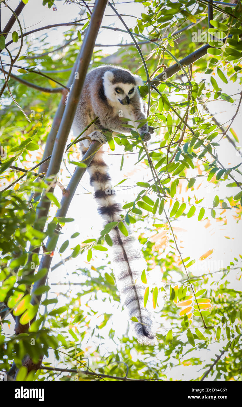 The Rare Lemur Feeding up in the Trees Stock Photo - Alamy