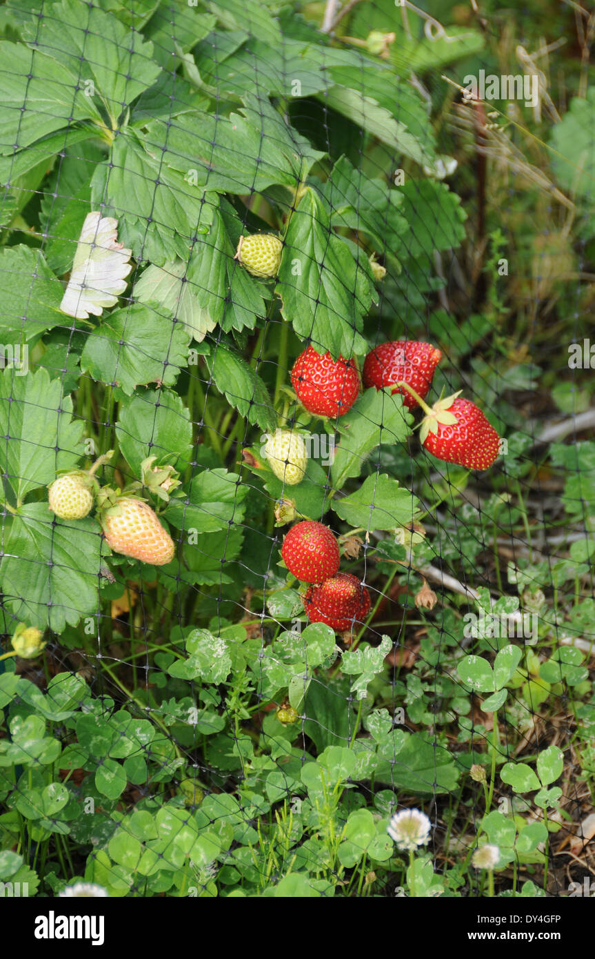 Strawberries on vine Stock Photo - Alamy